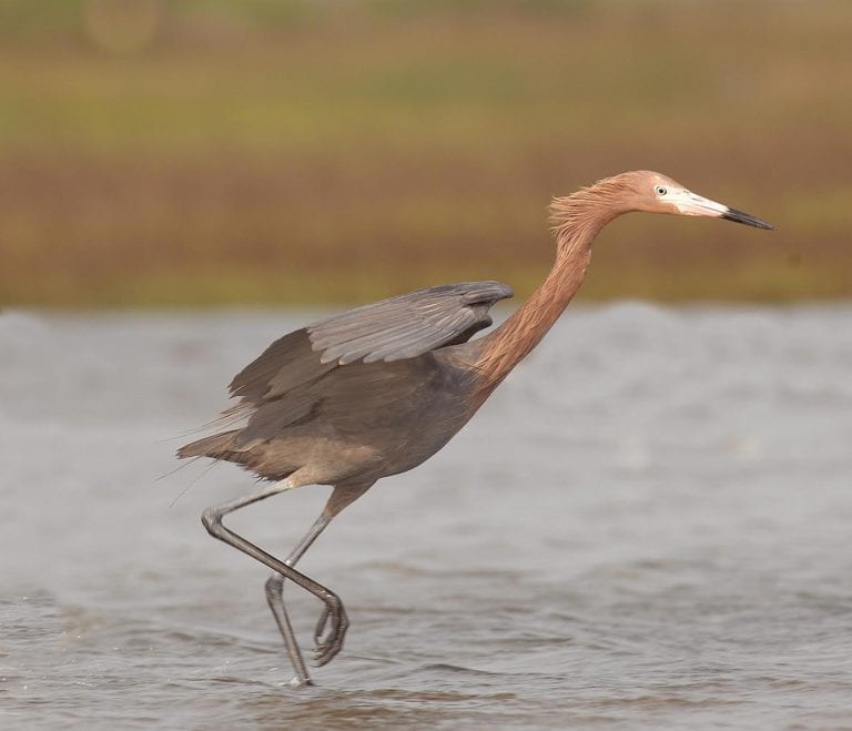 REEG ad dk running s